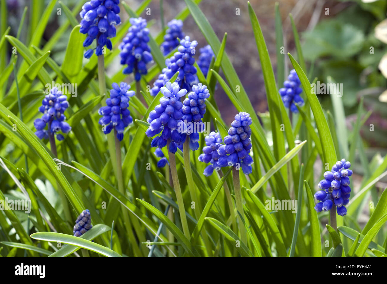 Traubenhyazinthen hi-res stock photography and images - Alamy