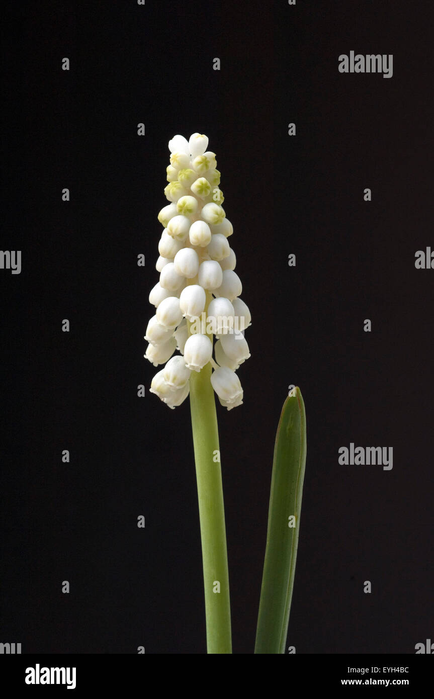 Weisse Traubenhyazinthe, Muscari latifolium Stock Photo - Alamy