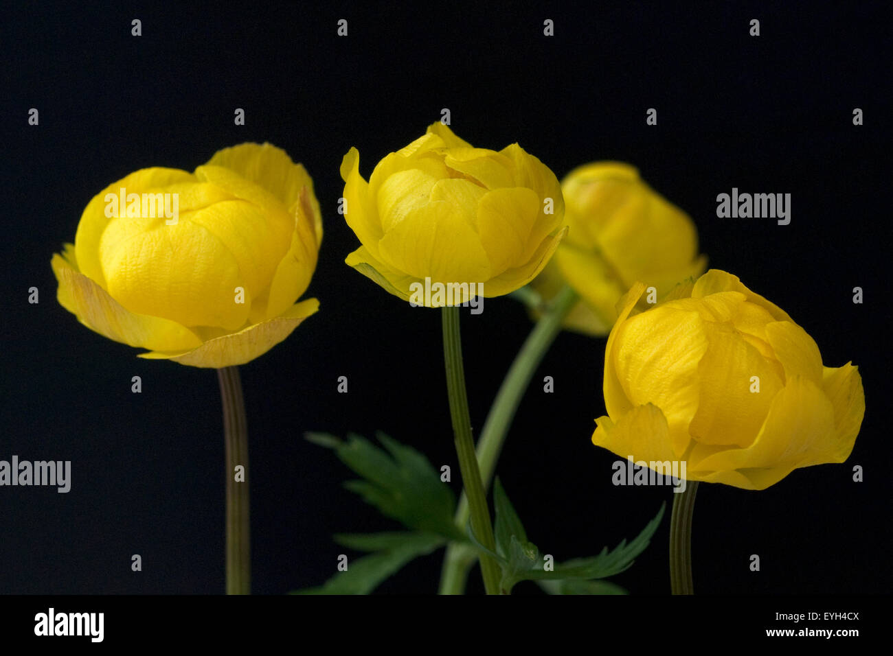 Trollblume; Trollius europaeus Stock Photo - Alamy