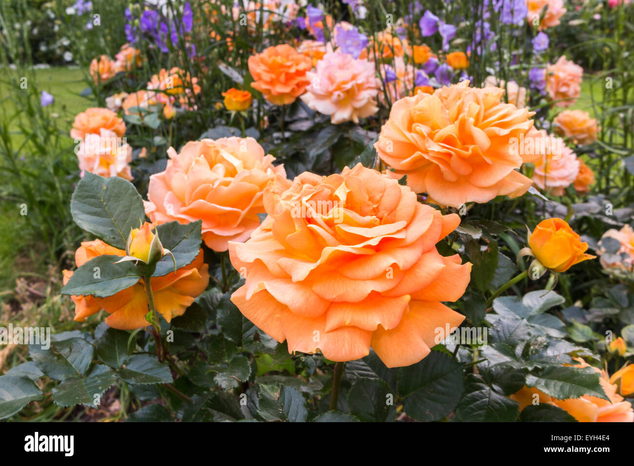 Apricot Roses High Resolution Stock Photography and Images - Alamy