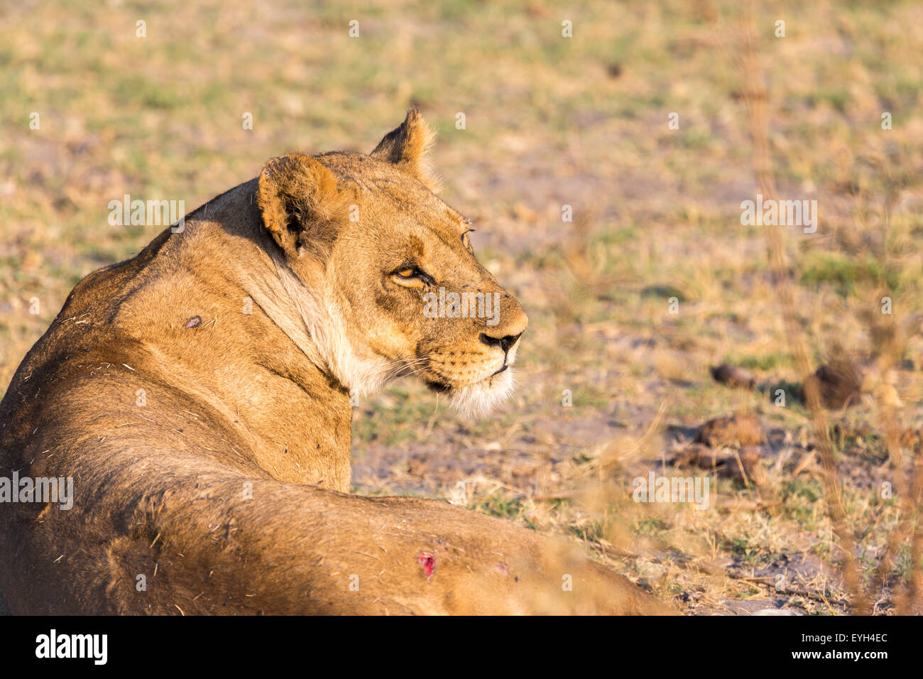 Female lion (lioness), Panthera leo, at rest looks back over her right ...