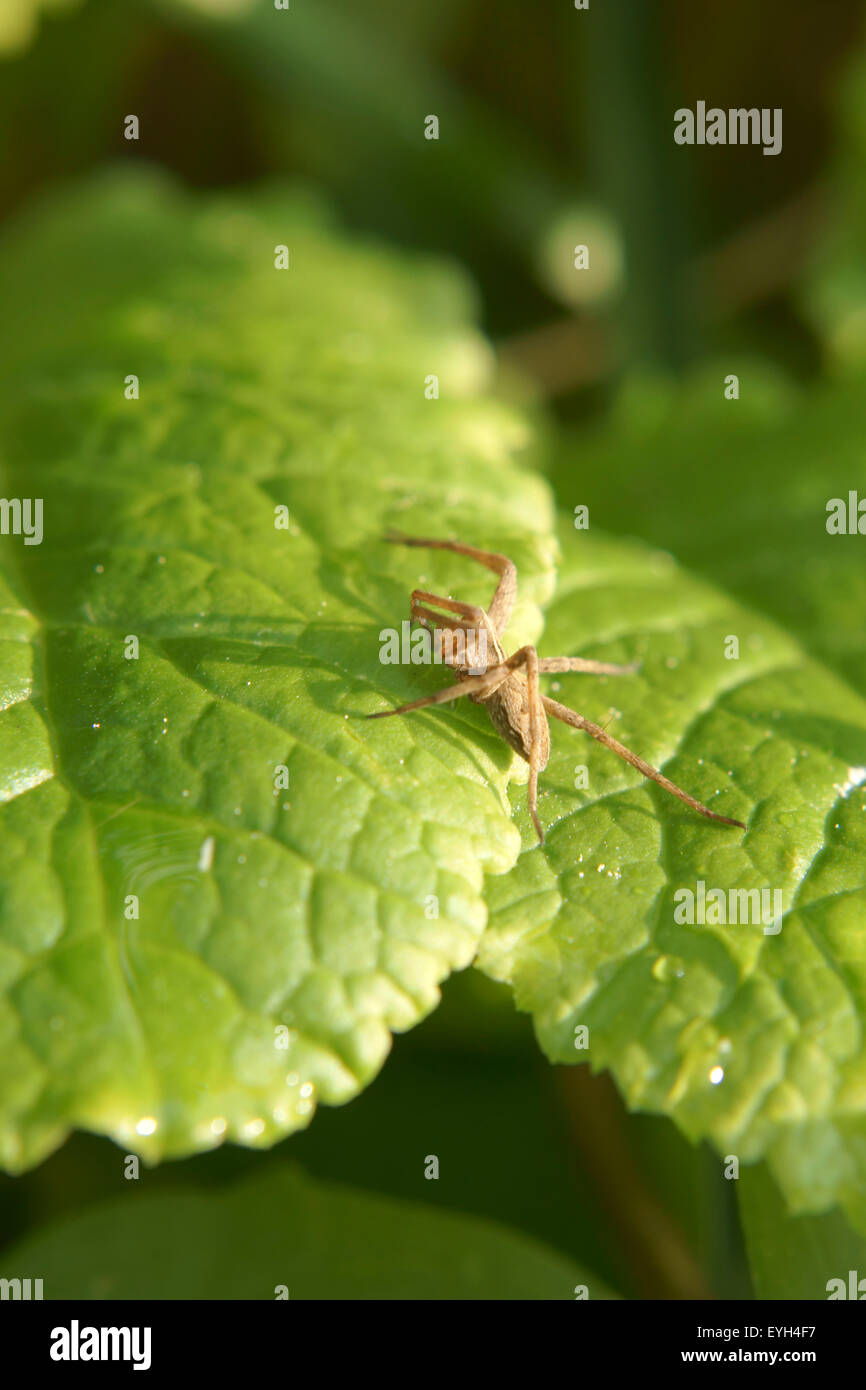 Green nursery web spider hi-res stock photography and images - Alamy