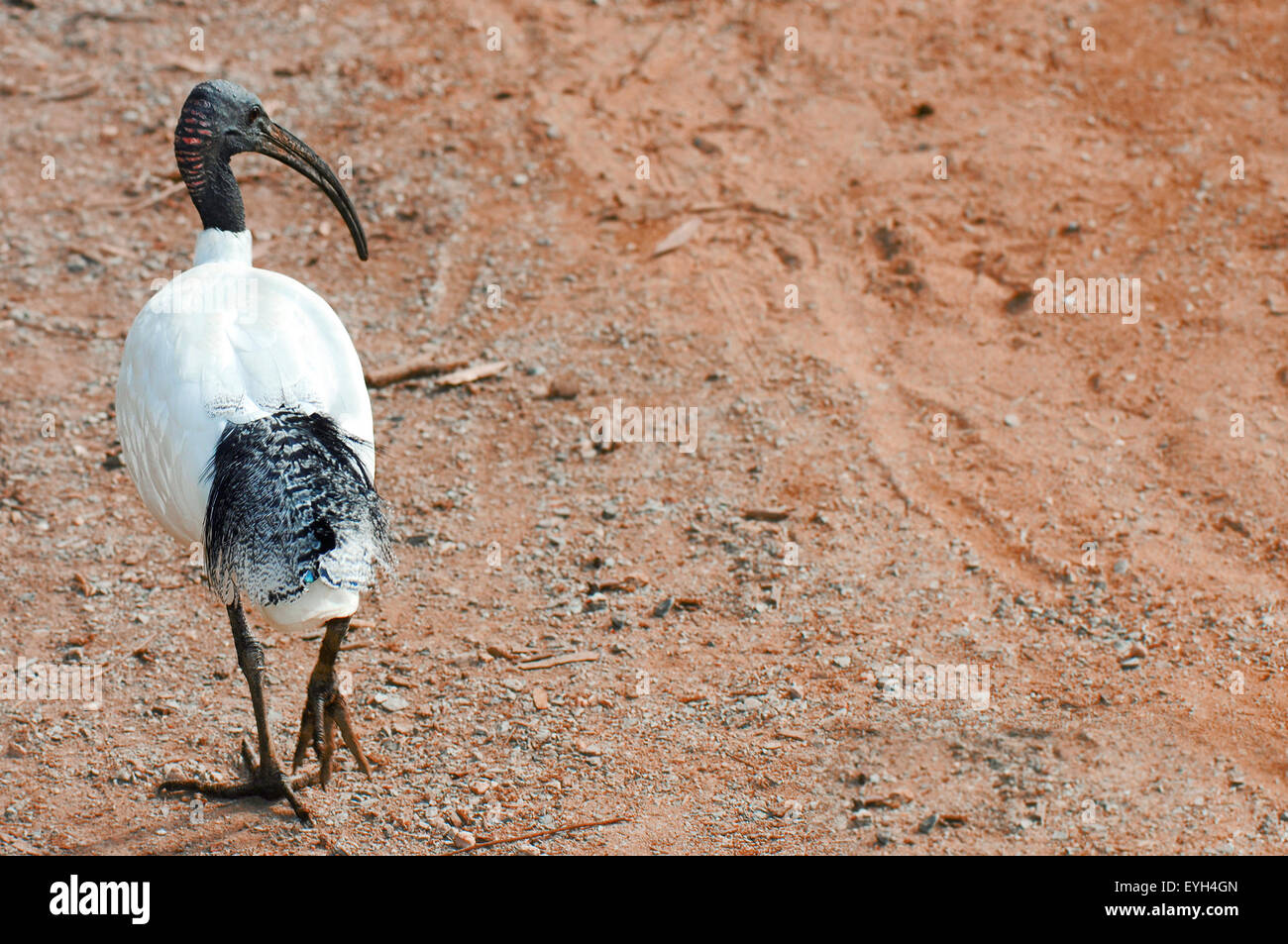Australian native fauna hi-res stock photography and images - Alamy