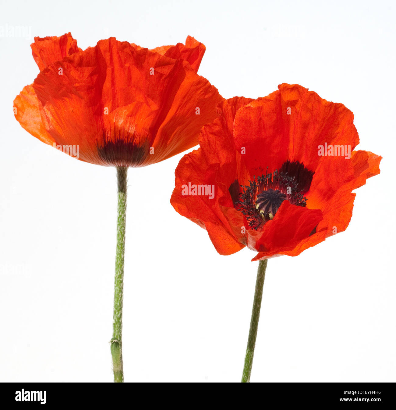 Weißer mohn hi-res stock photography and images - Alamy