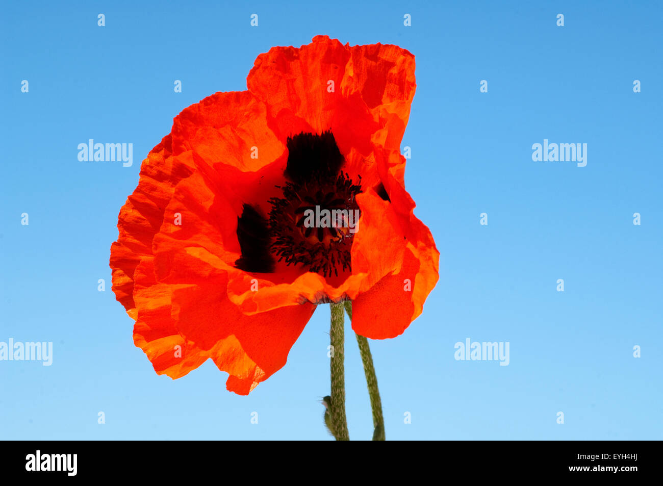 Weißer mohn hi-res stock photography and images - Alamy