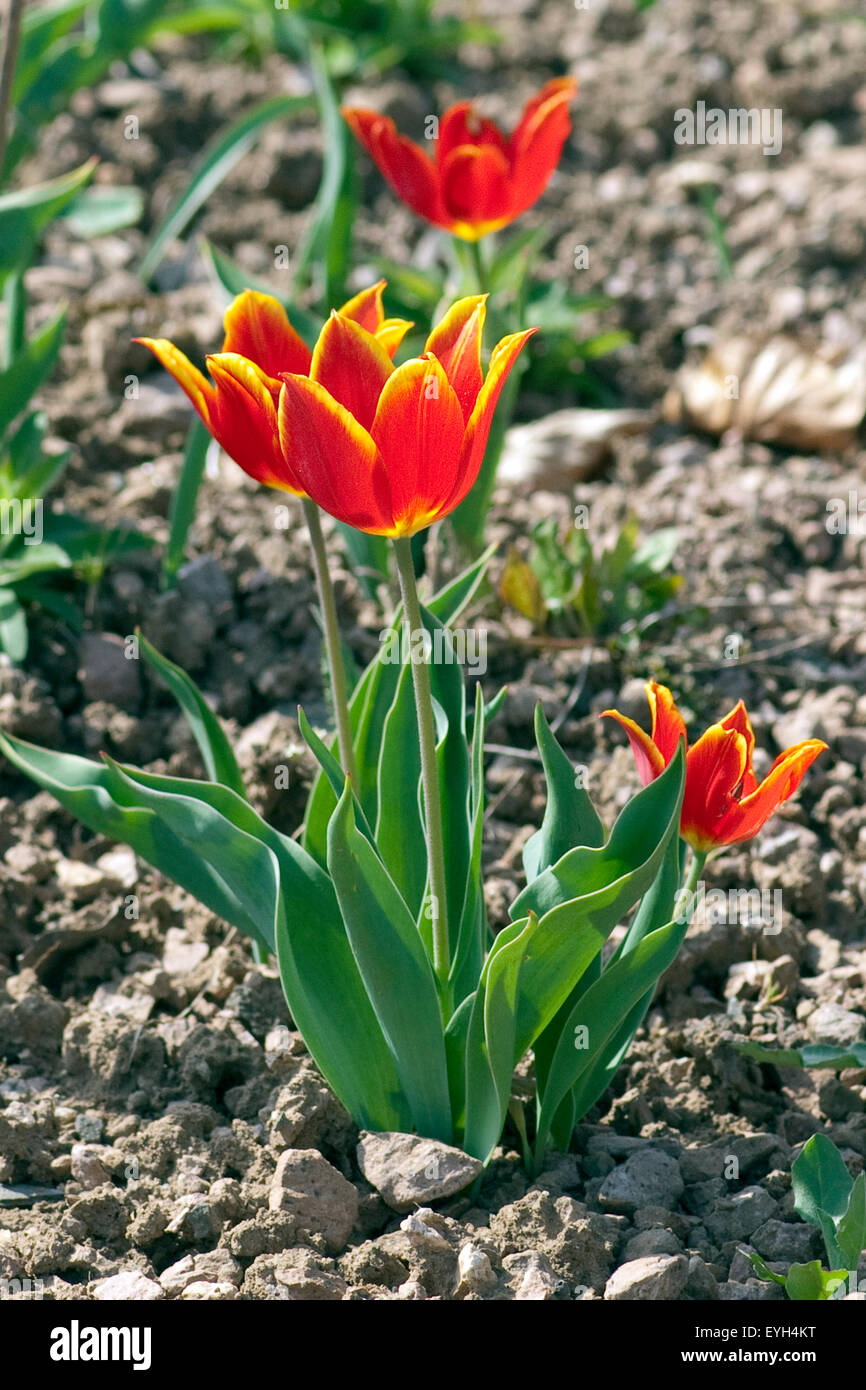 Rote tulpen hi-res stock photography and images - Alamy