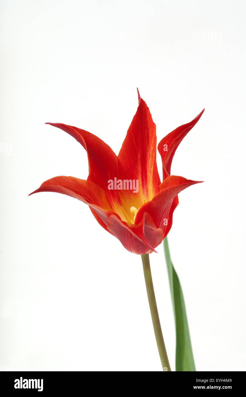 Rote tulpenbluete hi-res stock photography and images - Alamy