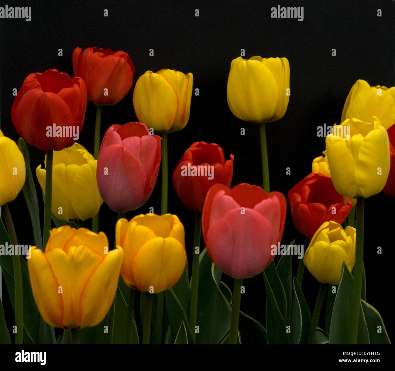 Tulpenbluete, Tulpe, Tulpen, Tulipa Stock Photo - Alamy