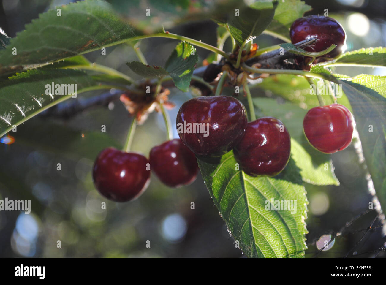 Cherry Fruit Orchard