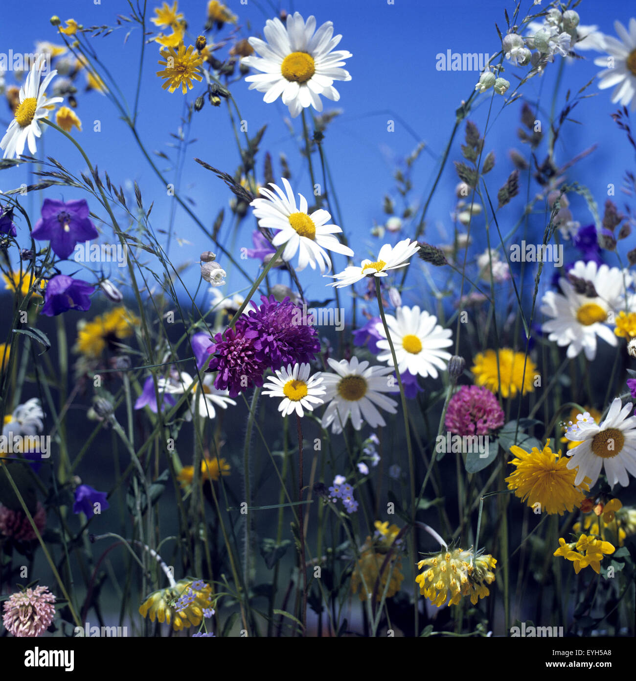 Wildblumenwiesen hi-res stock photography and images - Alamy