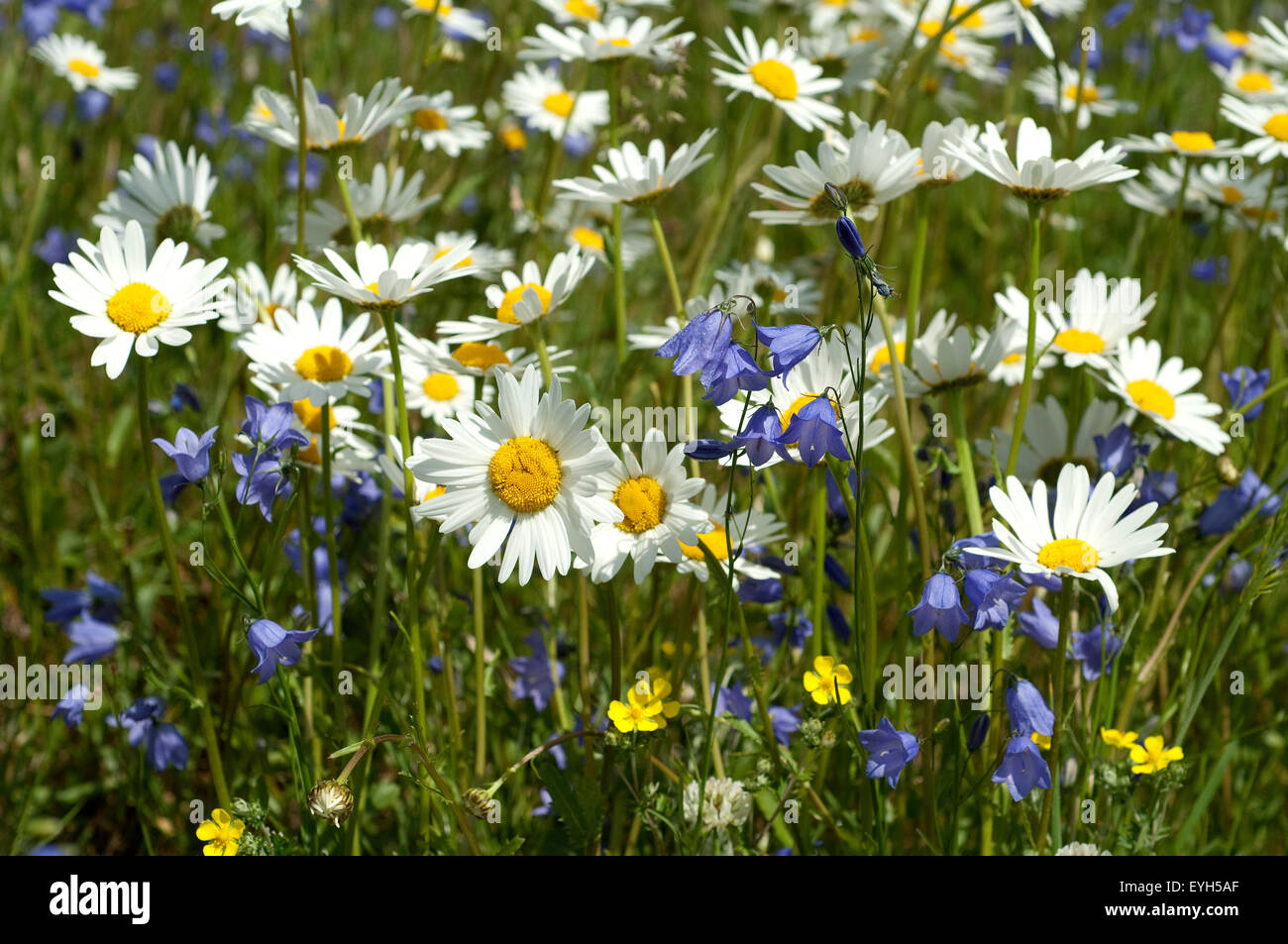 Wiesenblumen hi-res stock photography and images - Alamy