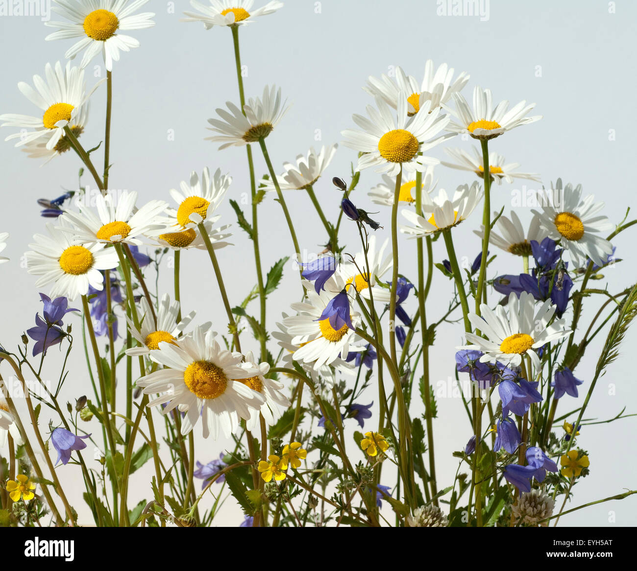 Wildblumenwiesen hi-res stock photography and images - Alamy