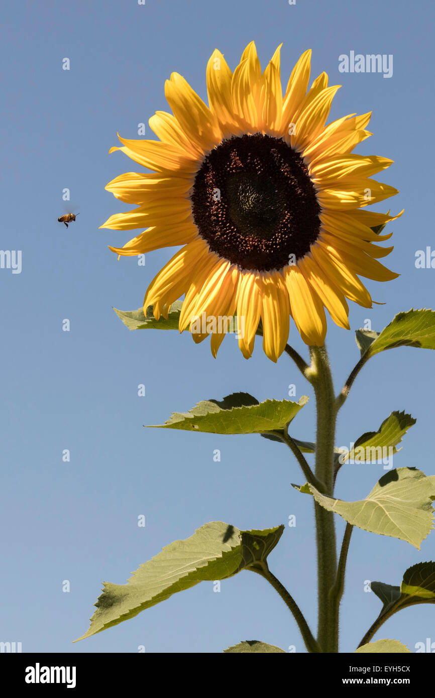 Vertical sunflower in bright sunlight. Bee incoming, shadowed on leaf ...