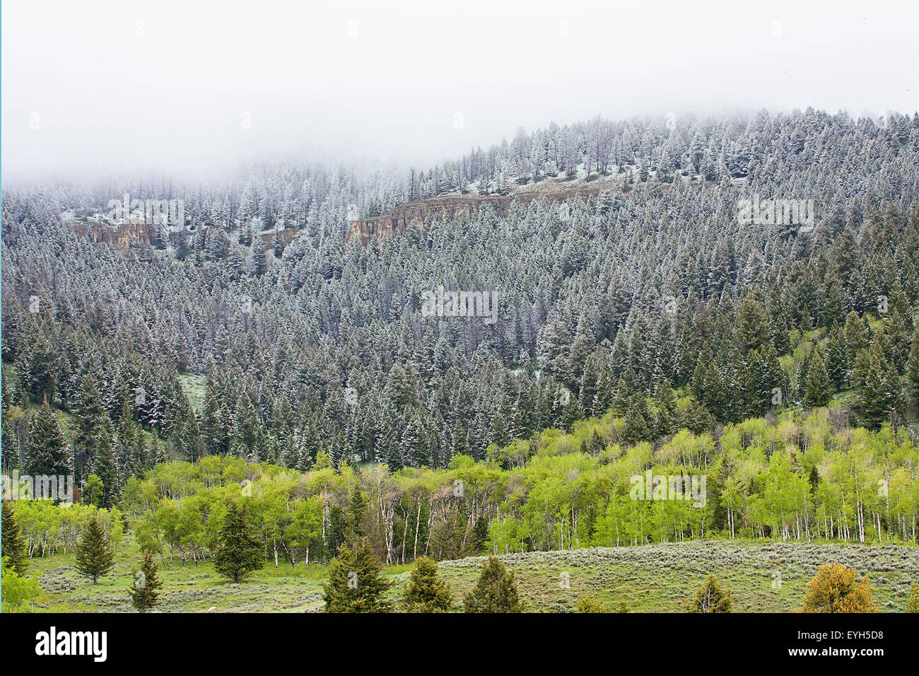 The transition of mountain spring where snow and new growth happen ...