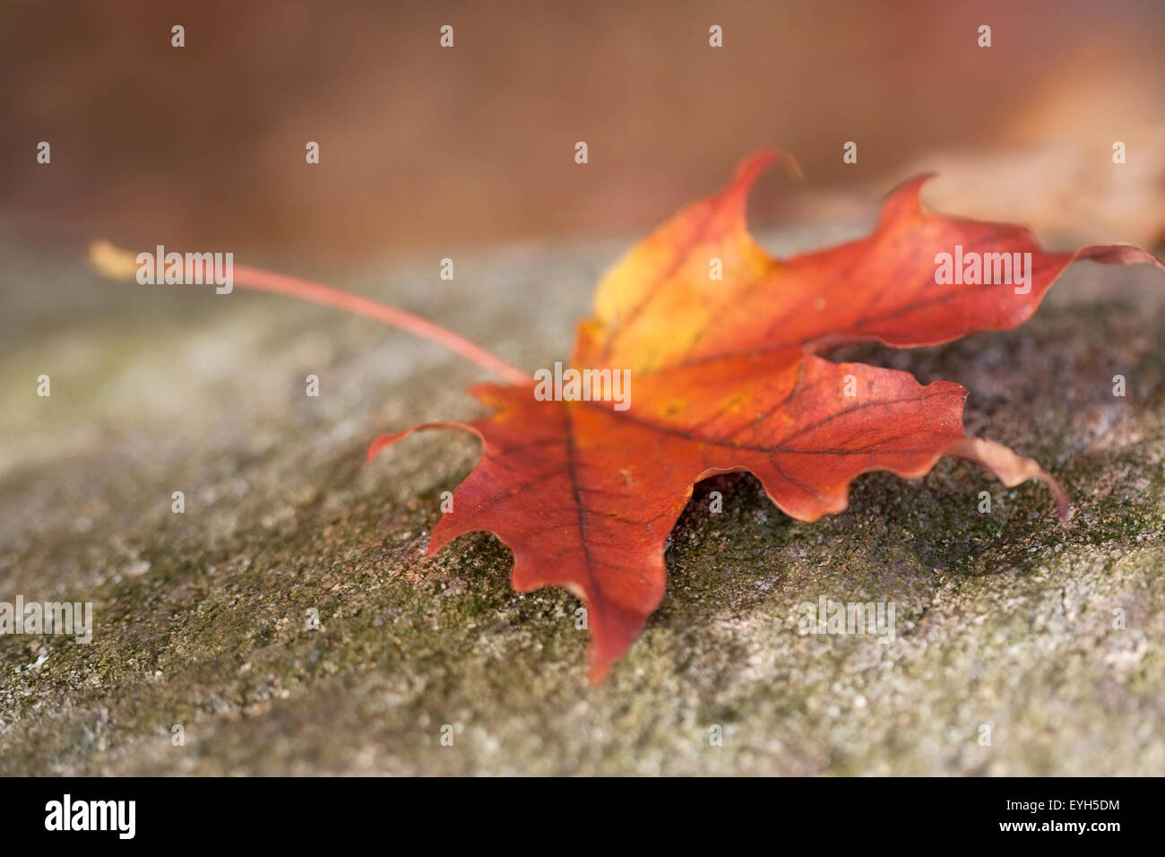 Field maple leaf hi-res stock photography and images - Alamy