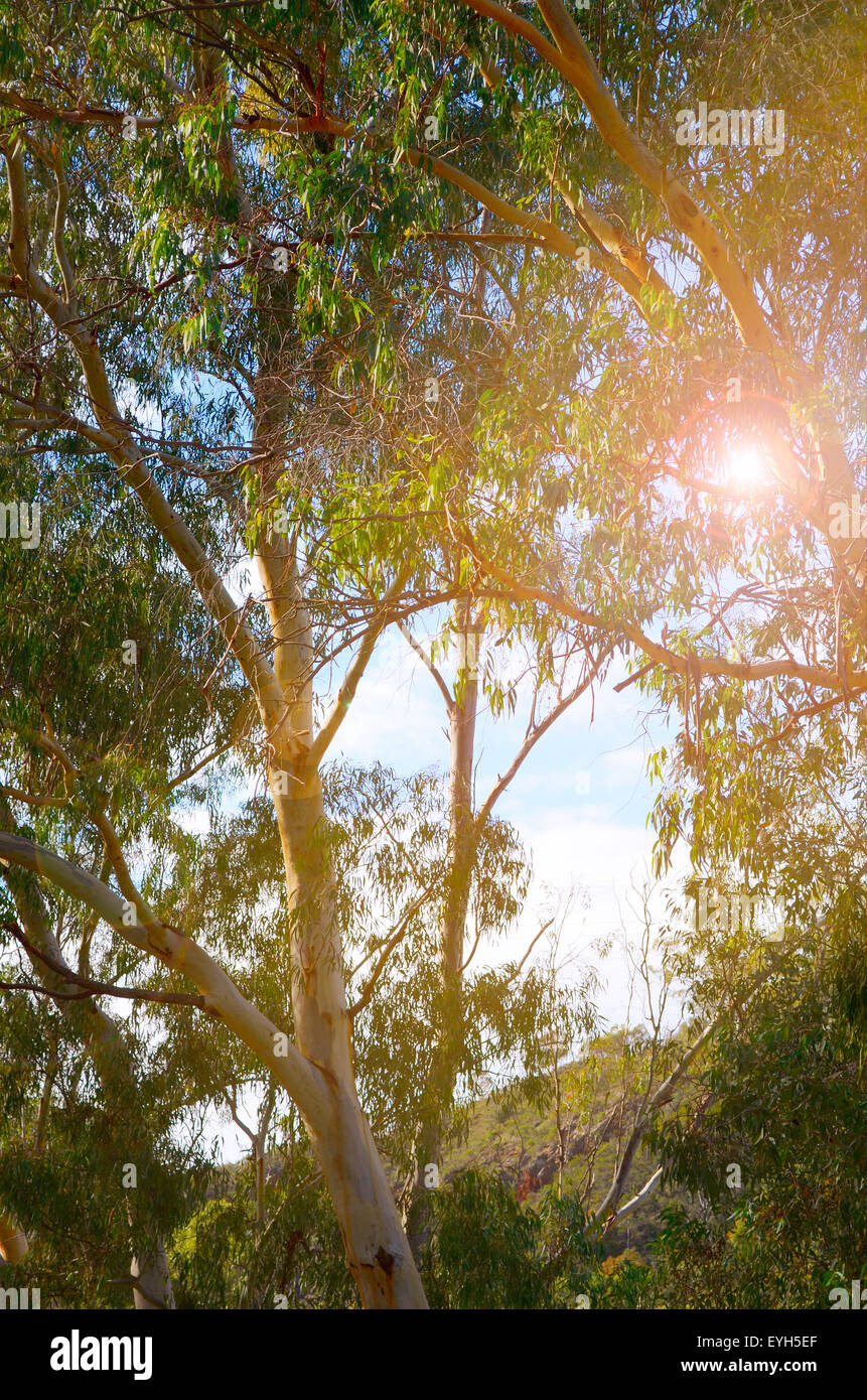 Australian bushland hi-res stock photography and images - Alamy