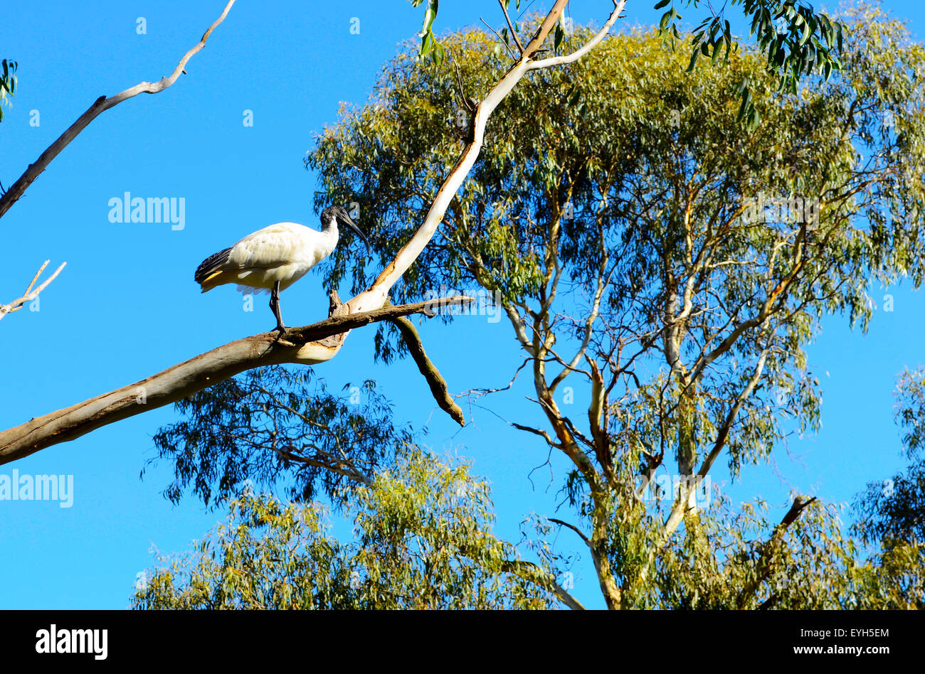 Australian native water bird hi-res stock photography and images - Alamy