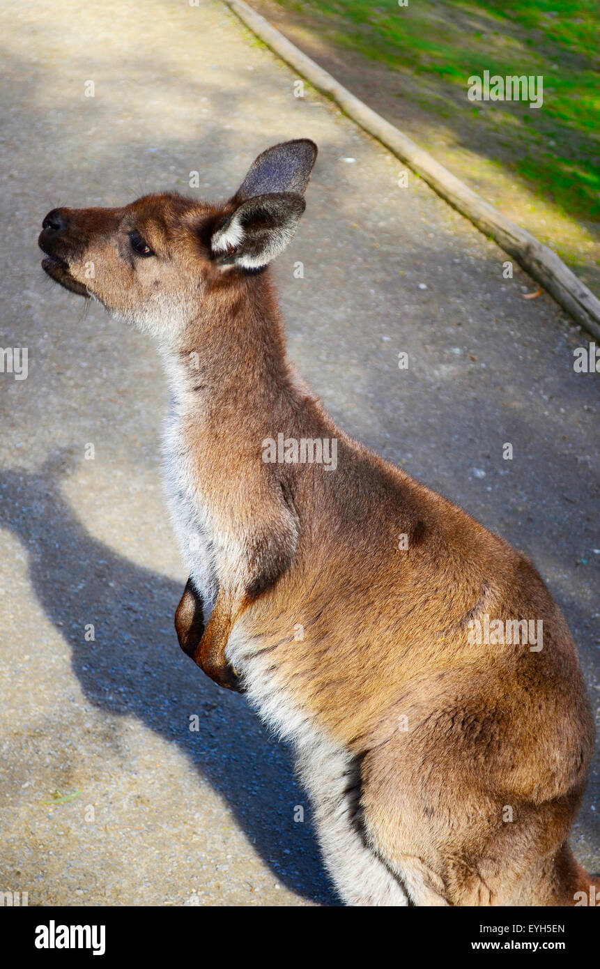 Young Australian Red Kangaroo Stock Photo - Alamy