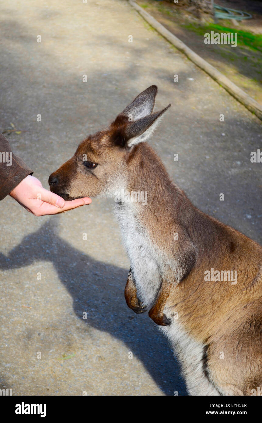Red kangaroo eating hi-res stock photography and images - Alamy
