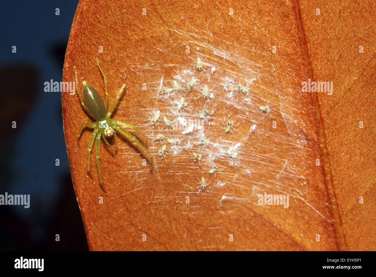 A Magnolia green jumping spider guarding its hatchlings Stock Photo - Alamy