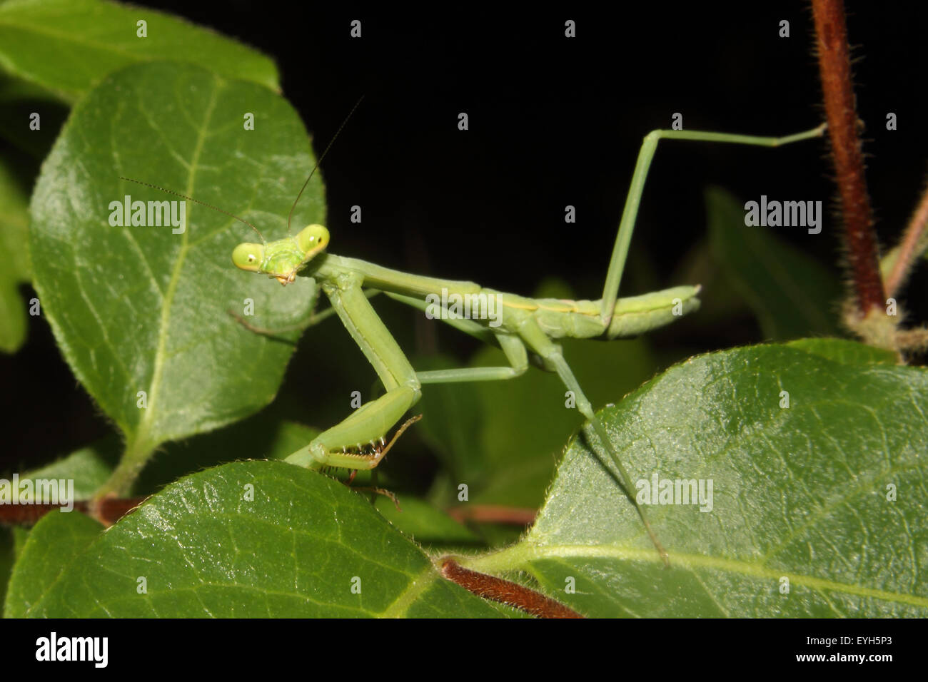 A Praying mantis moves about the foliage Stock Photo - Alamy