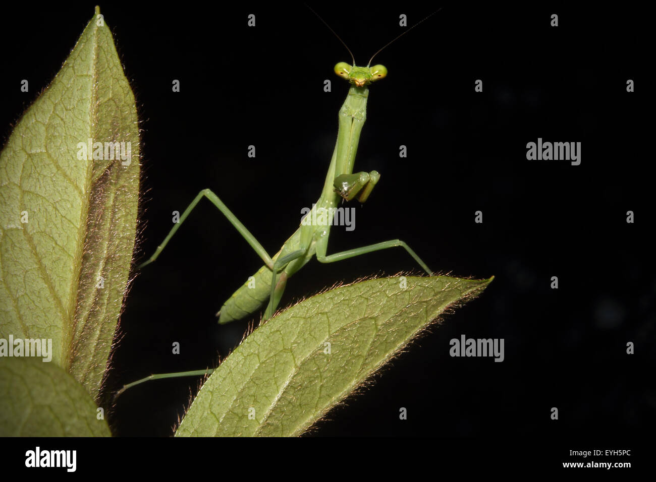 Mantis legs hi-res stock photography and images - Alamy