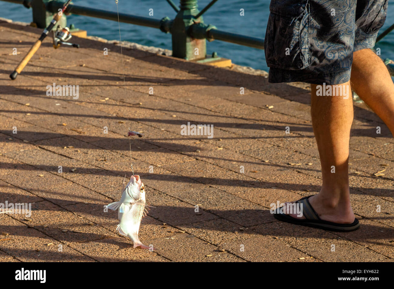 Fish with legs hi-res stock photography and images - Alamy
