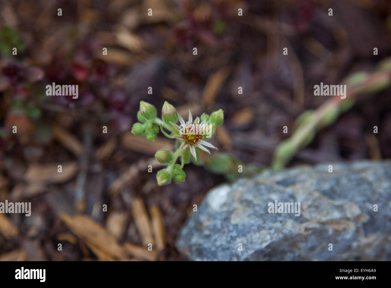Flower spike or rosette of a hens and chick succulent Stock Photo - Alamy