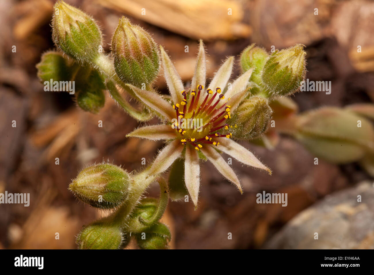 Flower spike or rosette of a hens and chick succulent Stock Photo - Alamy
