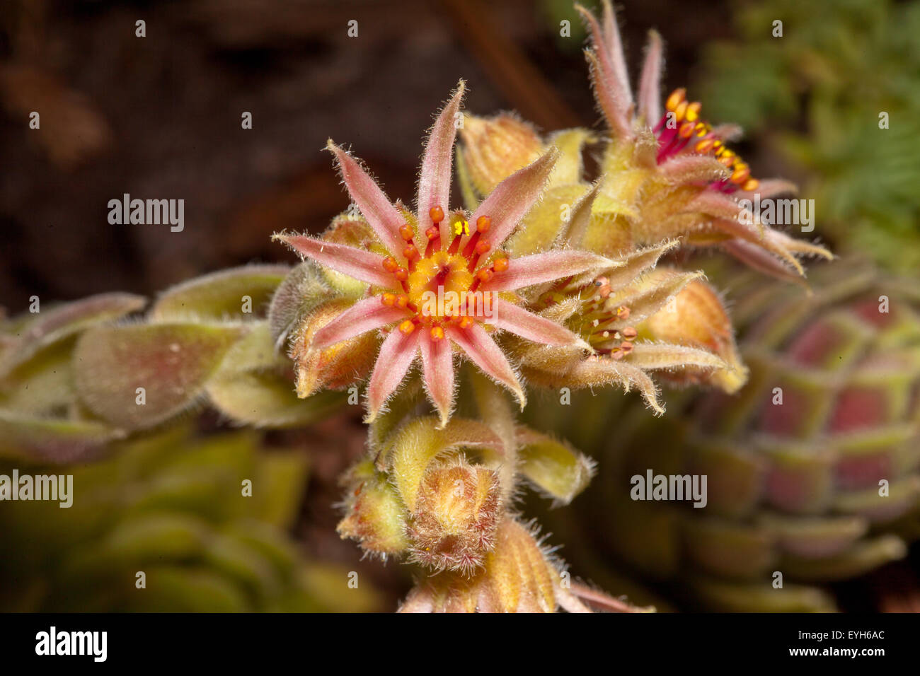 Flower spike or rosette of a hens and chick succulent Stock Photo - Alamy