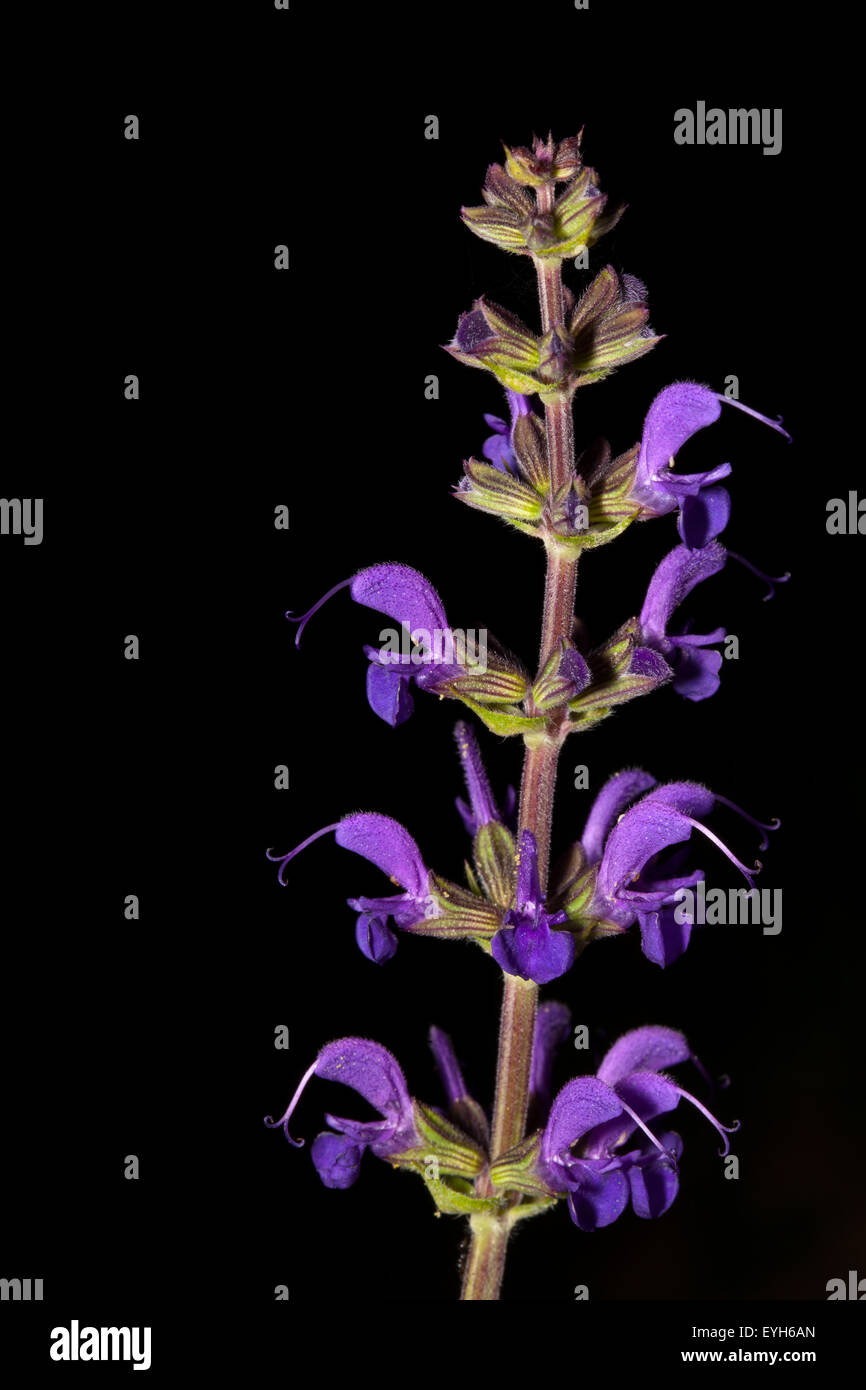 Blue salvia flowers hi-res stock photography and images - Alamy