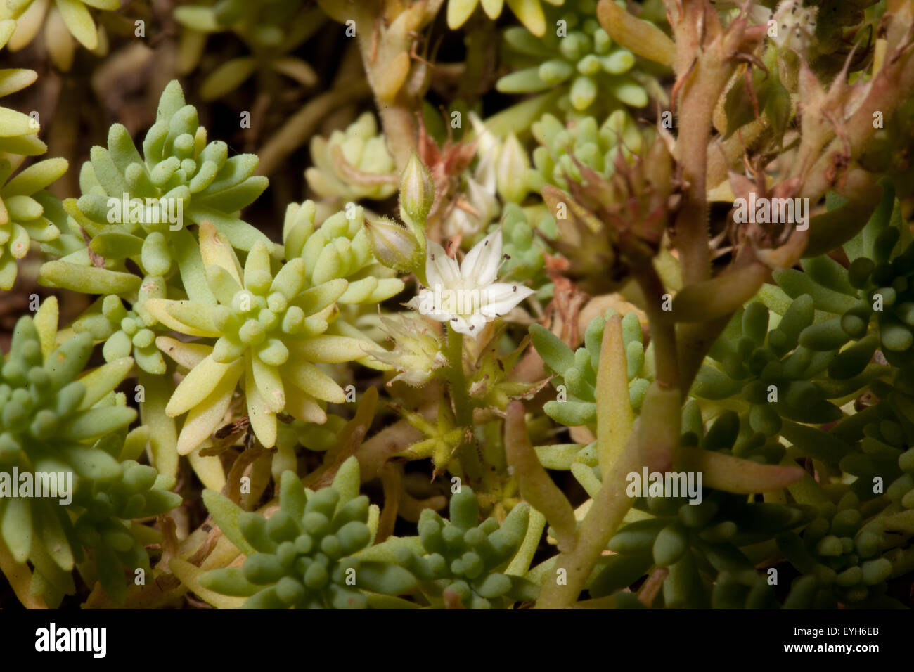 Succulent close up of a flower Stock Photo - Alamy