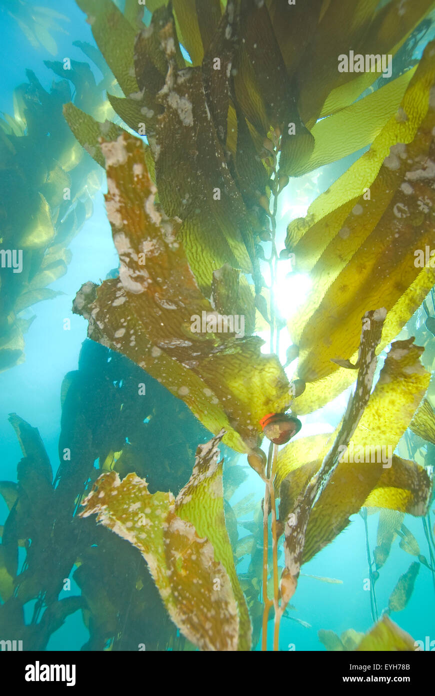 Kelp snail hi-res stock photography and images - Alamy