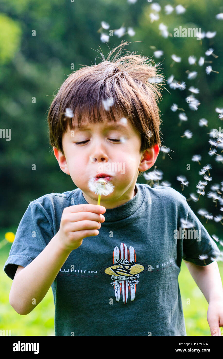 Boy blowing dandelion seeds from seedhead. Caucasian child, 6-7 years ...