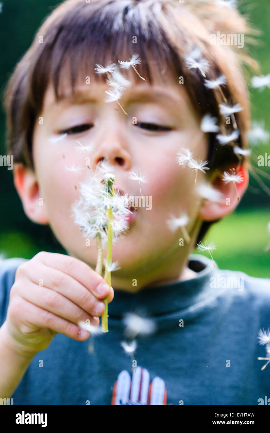 Boy blowing dandelion seeds from seedhead. Caucasian child, 6-7 years ...