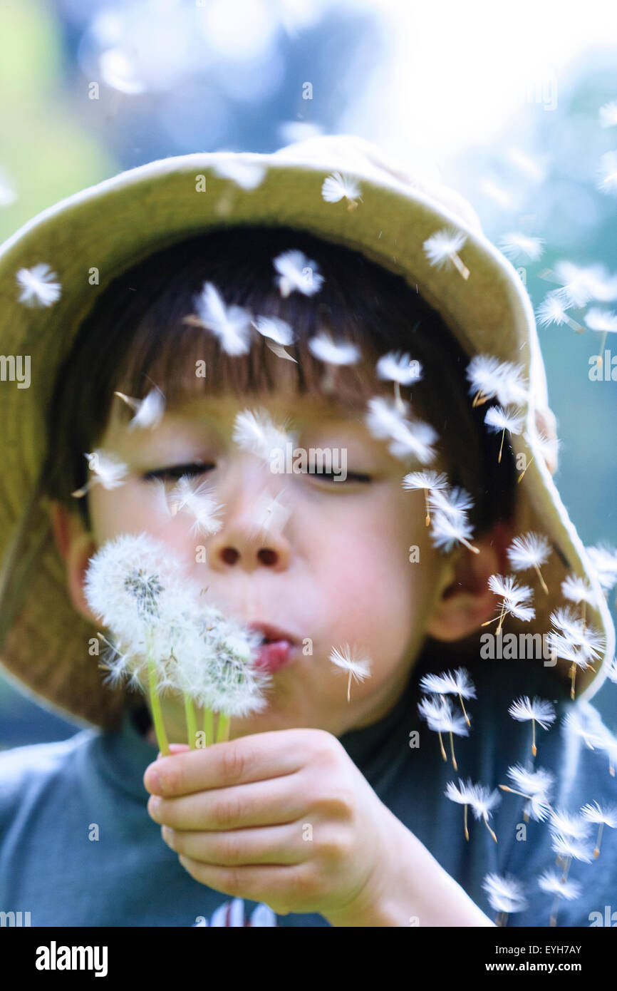 Boy blowing dandelion seeds from seedhead. Caucasian child, 6-7 years ...