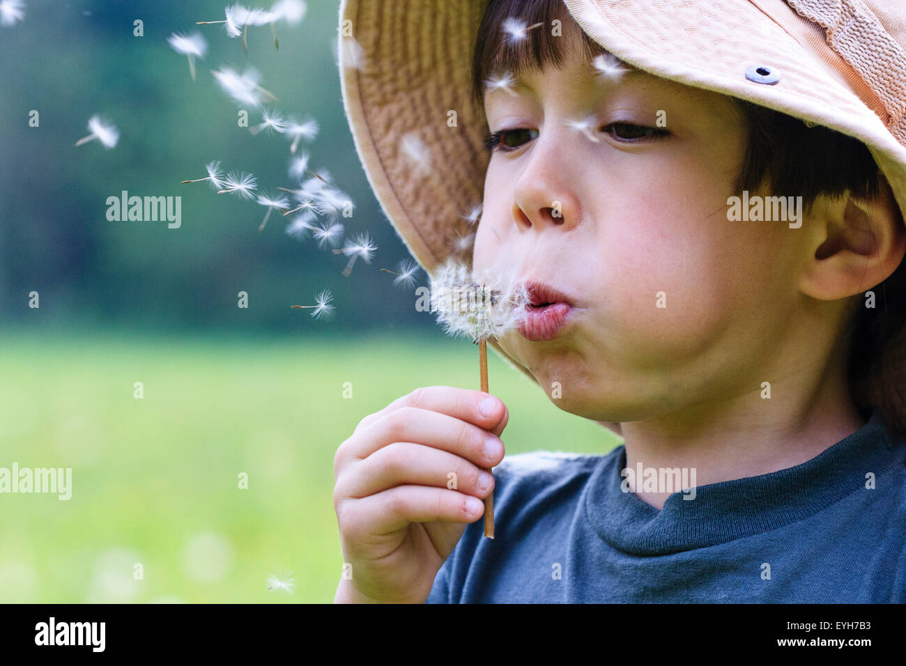 Boy blowing dandelion seeds from seedhead. Caucasian child, 6-7 years ...