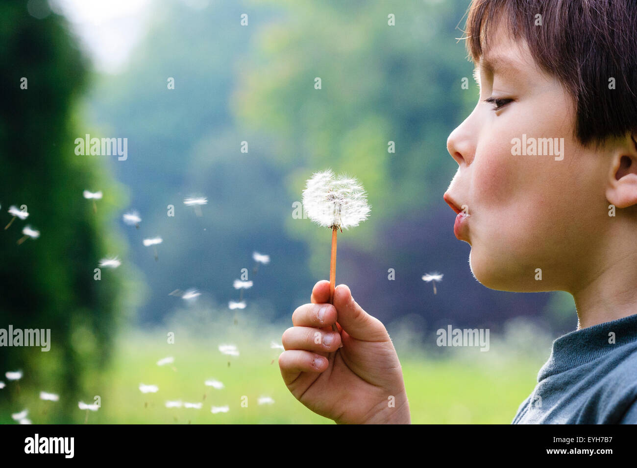 Boy blowing dandelion seeds from seedhead. Caucasian child, 6-7 years ...