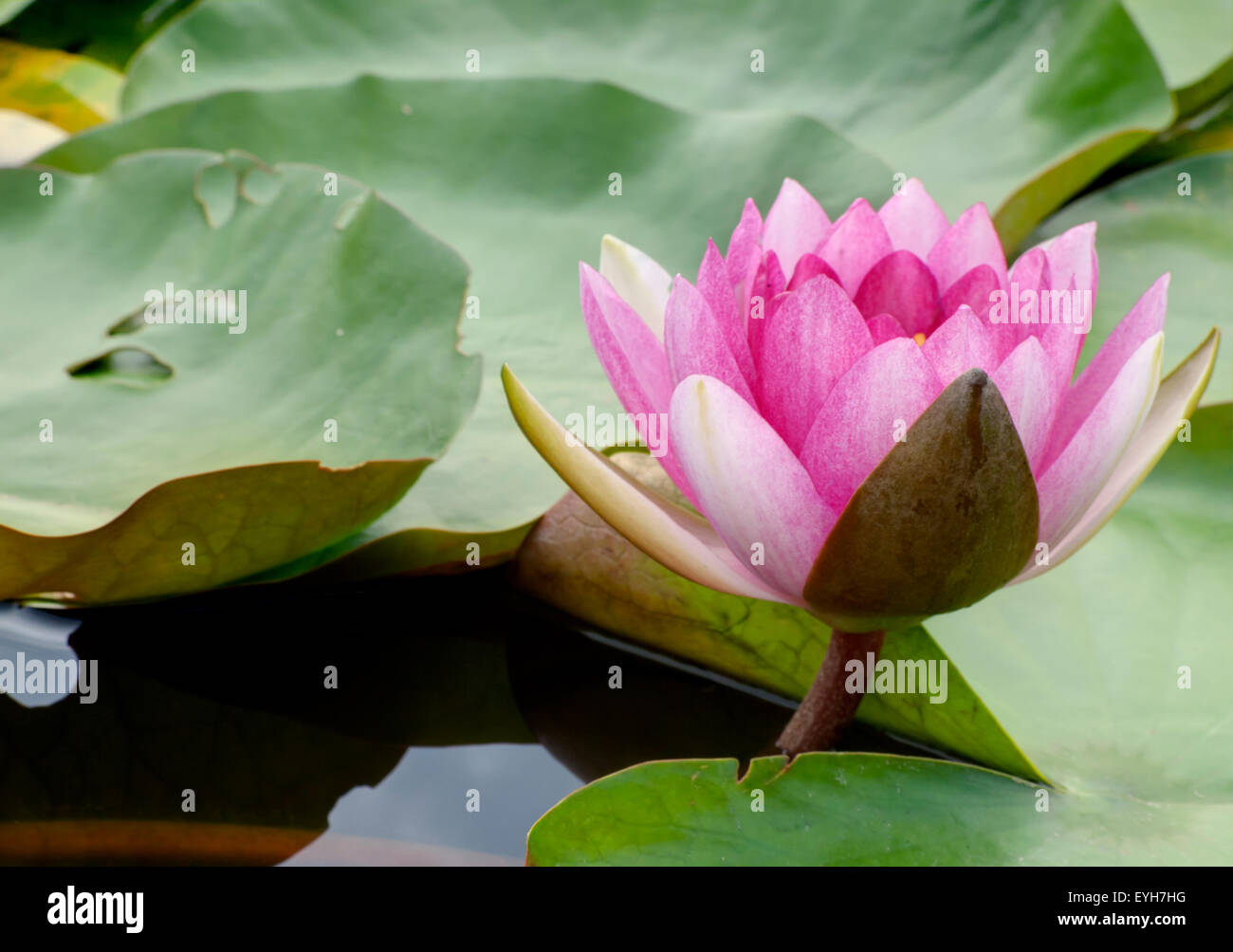 Pond lotus leaf hi-res stock photography and images - Alamy