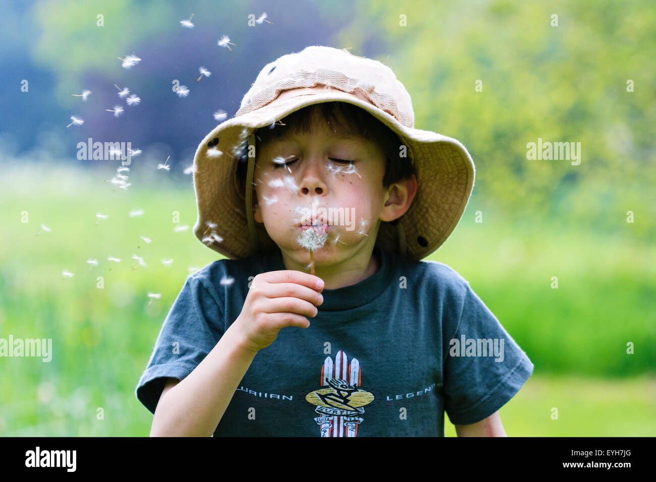 Boy blowing dandelion seeds from seedhead. Caucasian child, 6-7 years ...