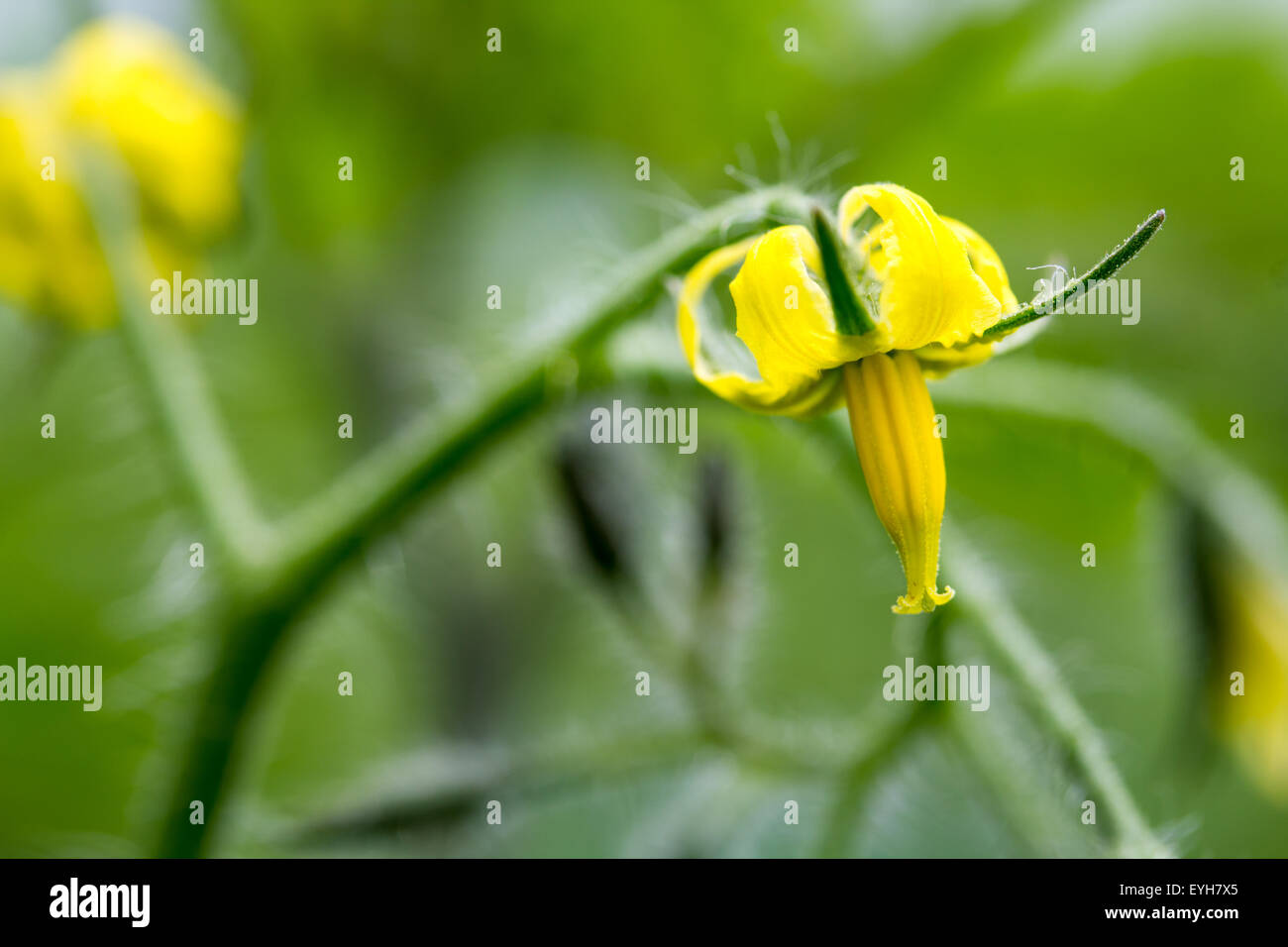 A closeup of yellow tomato plant flowers blooming Stock Photo - Alamy