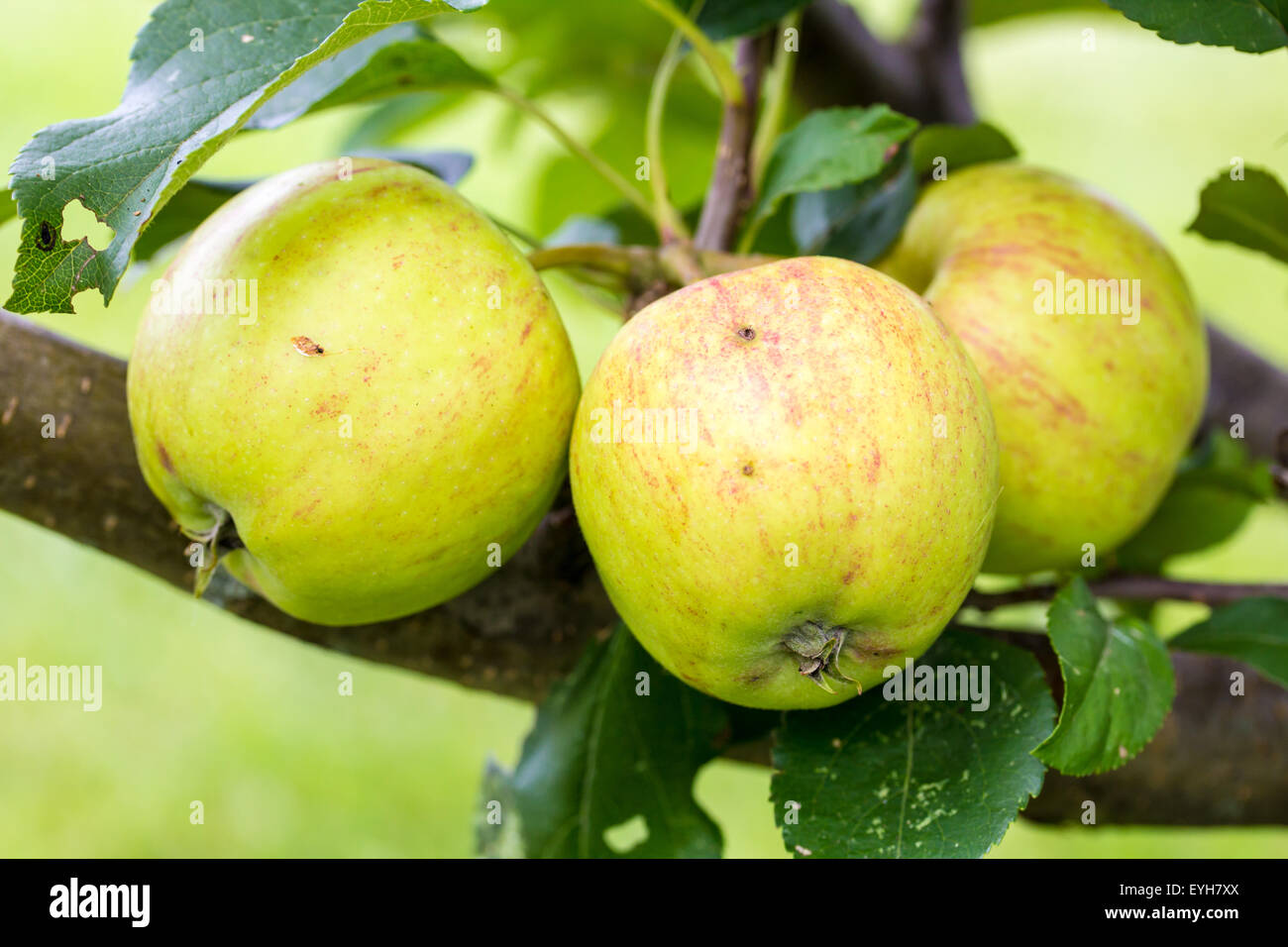 Apple tree yellow apples hi-res stock photography and images - Alamy