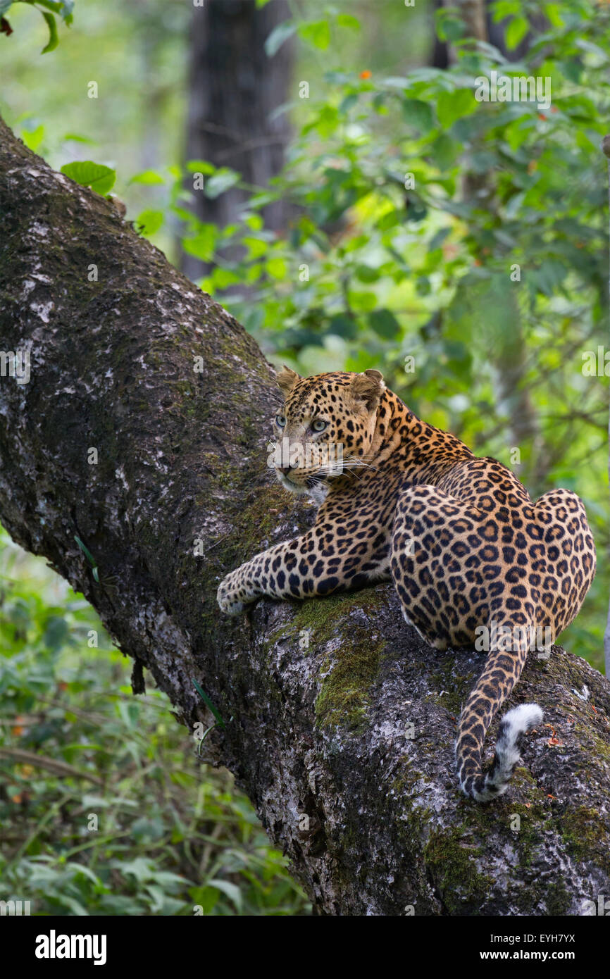 An Indian Leopard hugging a tree Stock Photo - Alamy