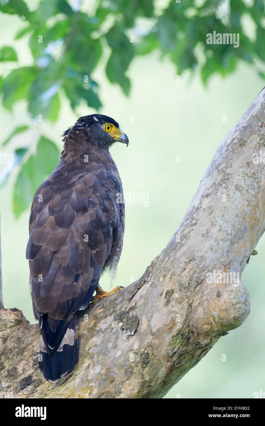 A Crested Serpent Eagle Stock Photo - Alamy