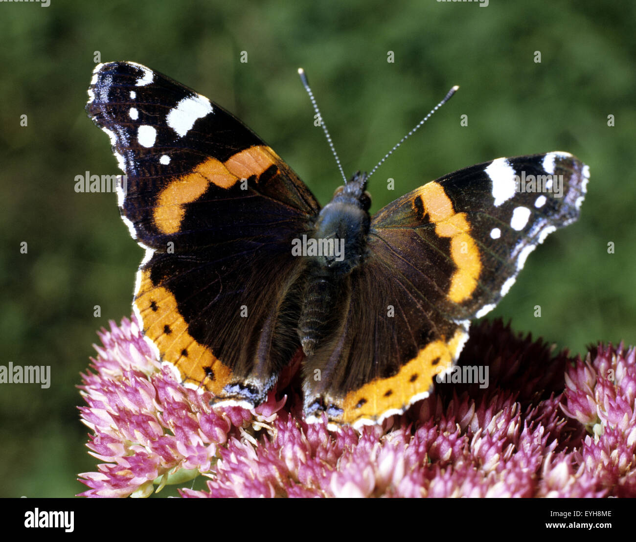 Admiral, Vanessa atalanta, Schmetterling, Falter, Insekt Stock Photo ...