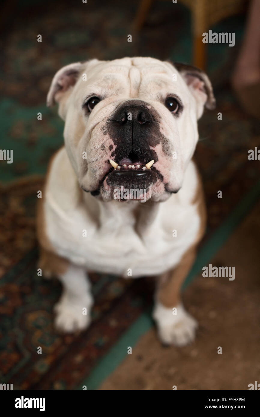 Dog hair english bulldog hi-res stock photography and images - Alamy