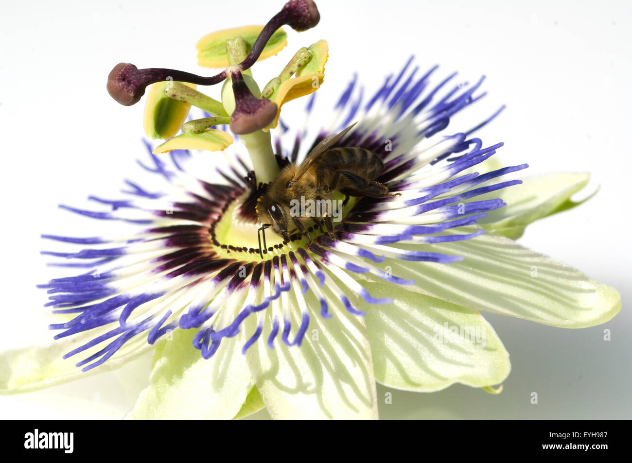 Passiflora caerulea bee passion flower hi-res stock photography and ...