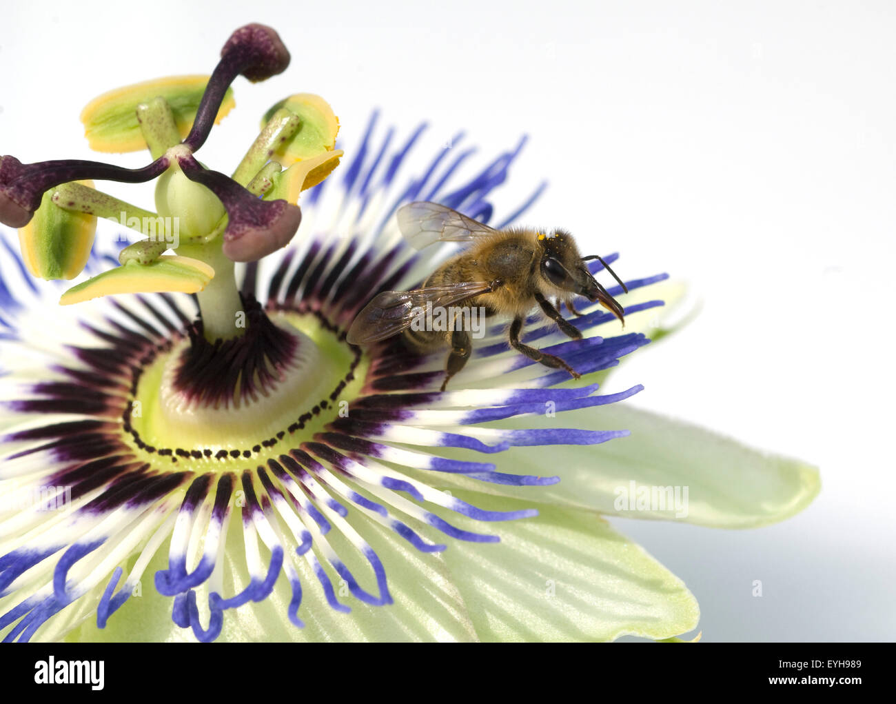 Passiflora caerulea bee passion flower hi-res stock photography and ...