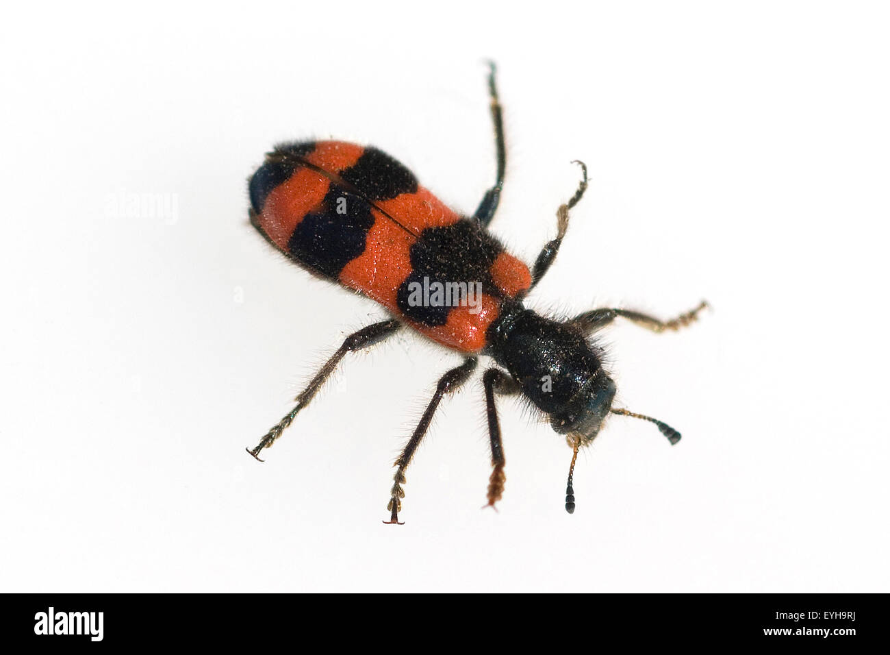 Cleridae Stock Photos & Cleridae Stock Images - Alamy