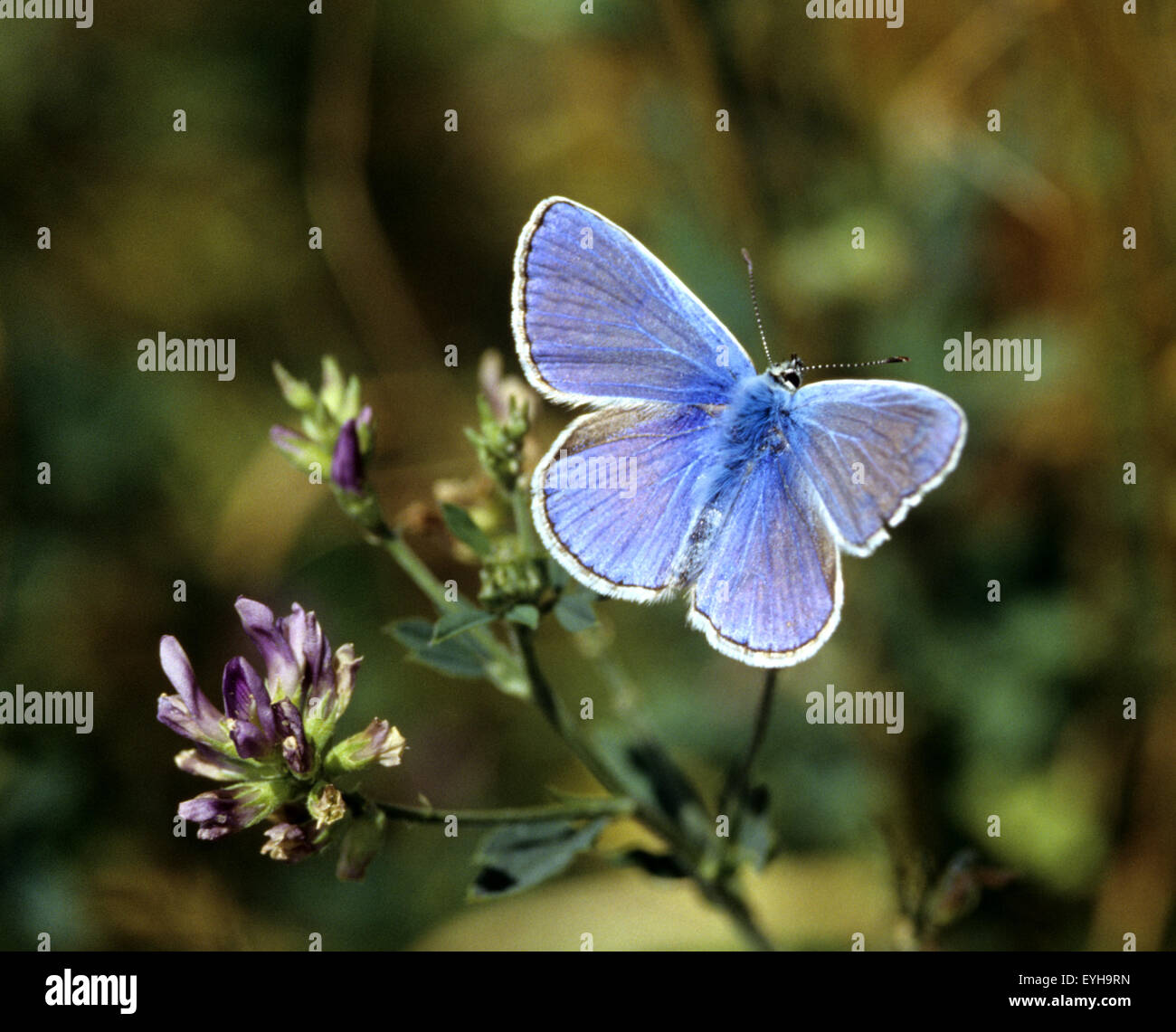 Plebeius Argyrognomon High Resolution Stock Photography and Images - Alamy